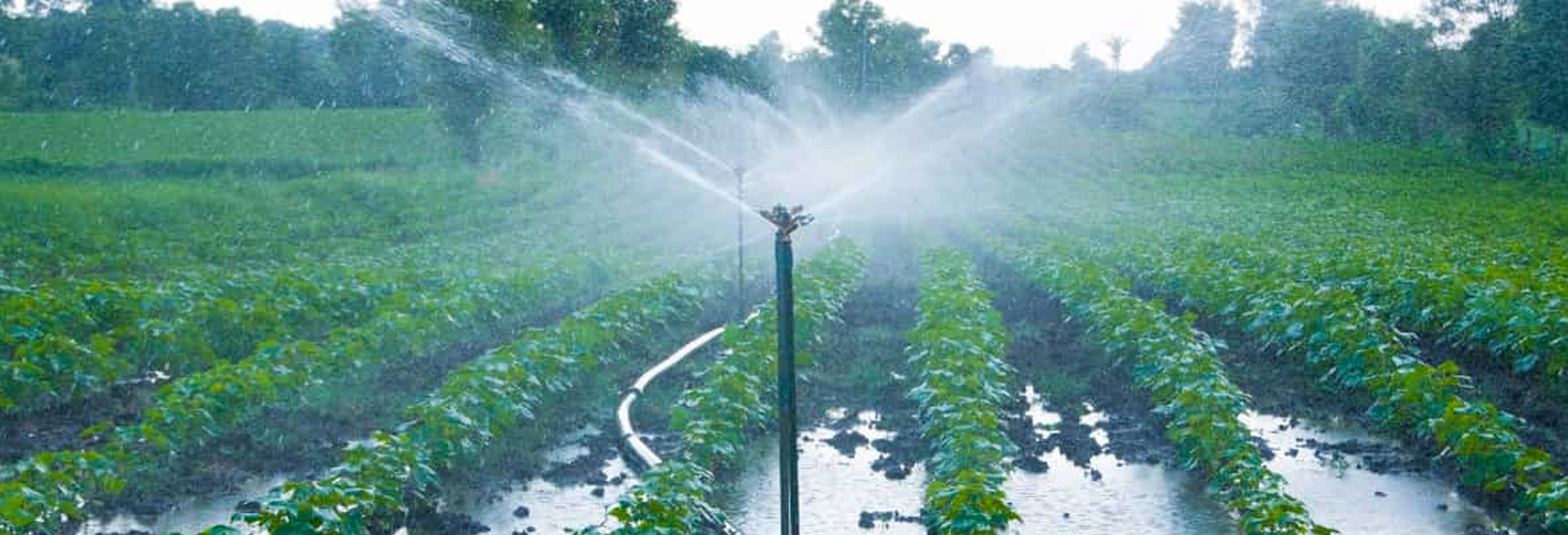Pioneer Drip Systems – Best Irrigation Technology